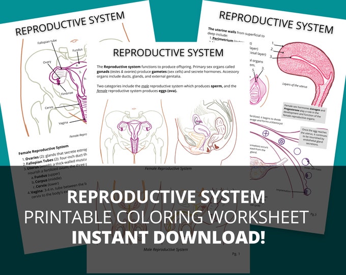 FEMALE FERTILIZATION, Human Anatomy, Educational Toy, Reproductive ...