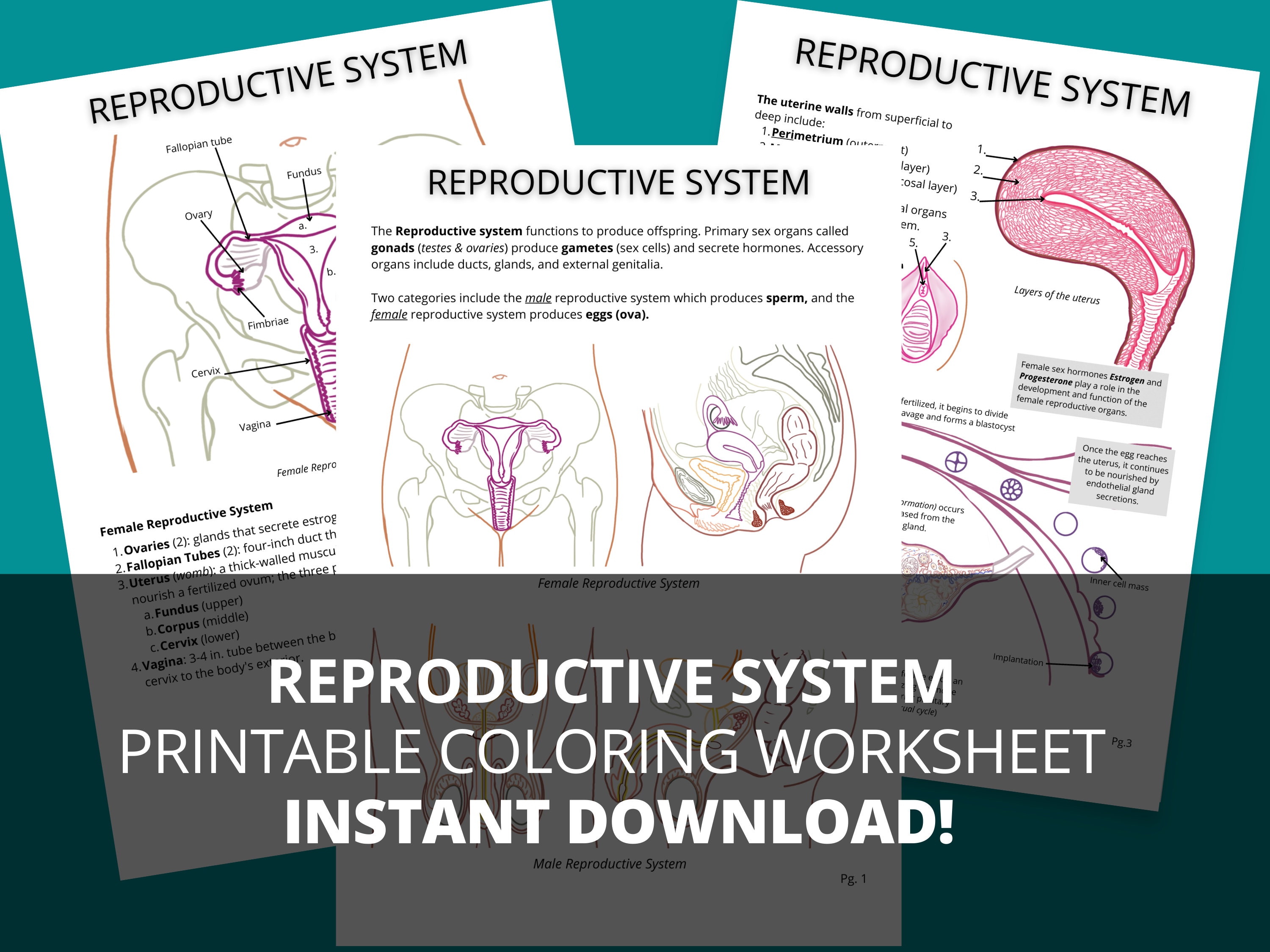 Reproductive System Anatomy Study Guide: Printable Coloring Notes (PDF ...