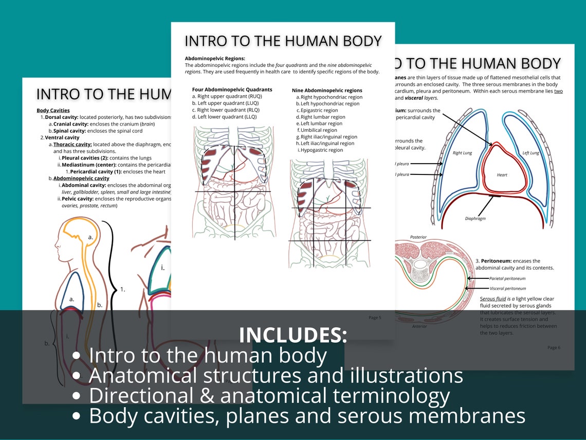 Intro to Anatomy PDF Prinable Notes, Intro to Anatomy Printable ...