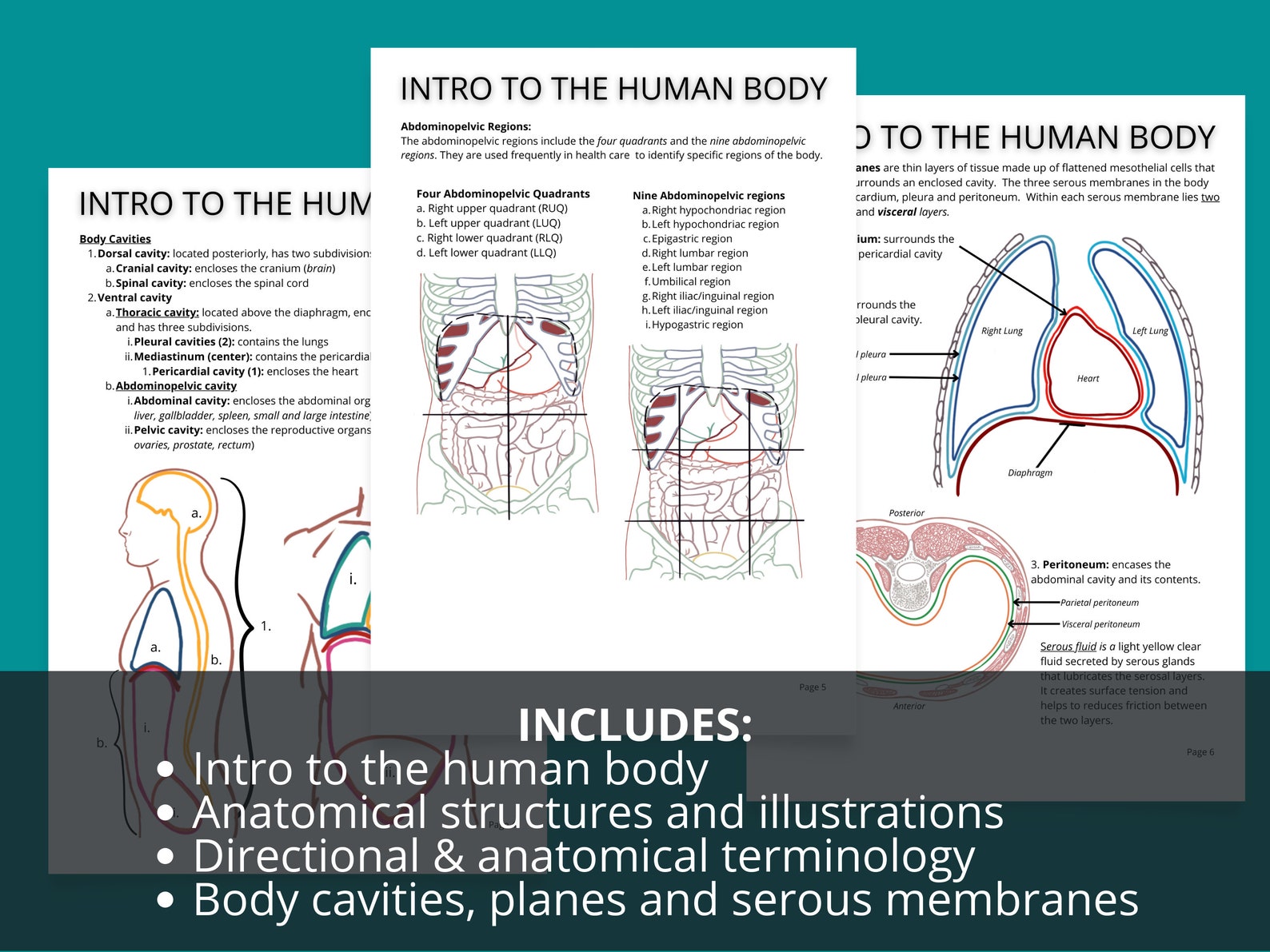 Intro to Anatomy PDF Prinable Notes, Intro to Anatomy Printable ...