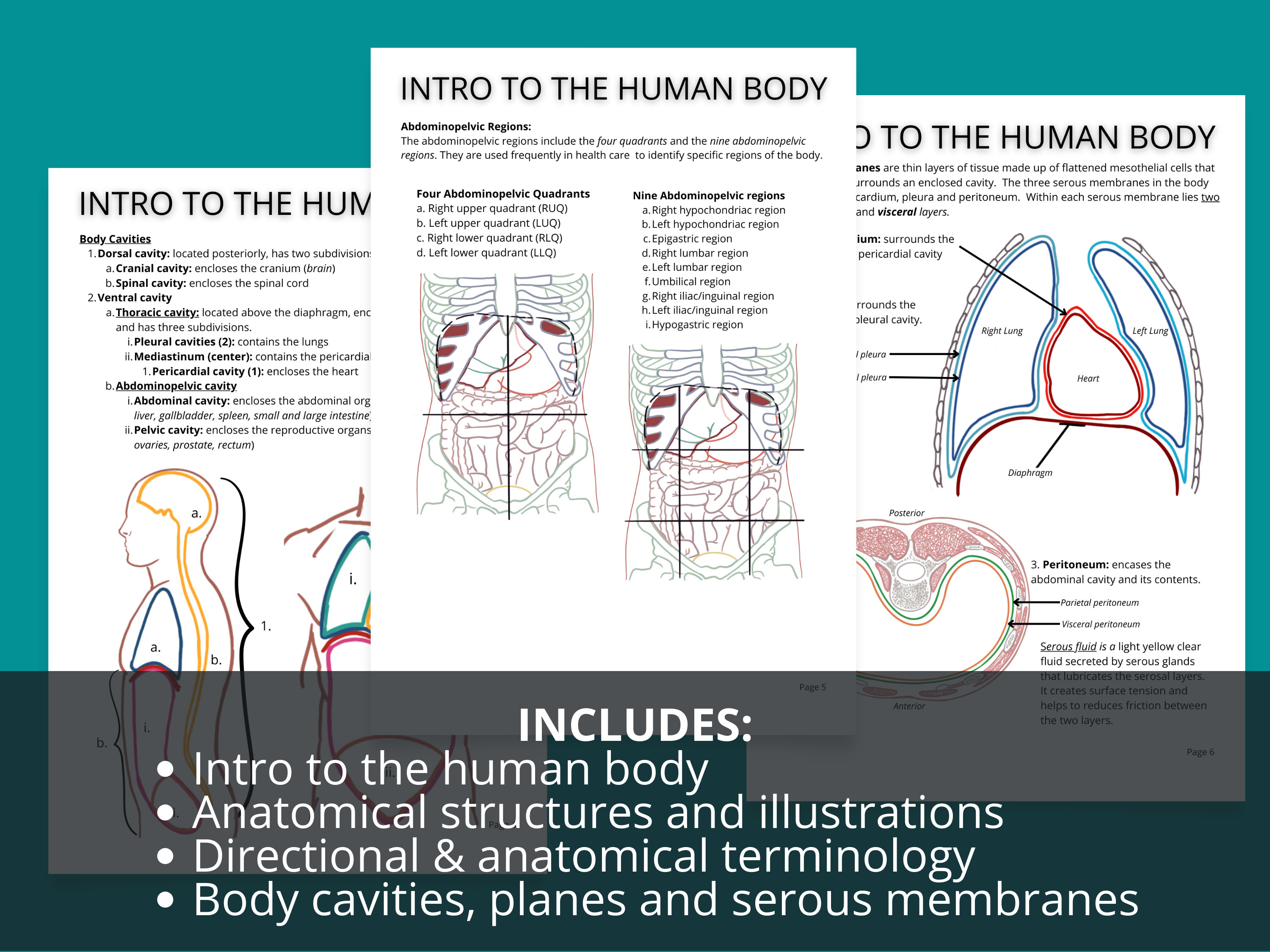 Intro to Anatomy PDF Prinable Notes, Intro to Anatomy Printable ...