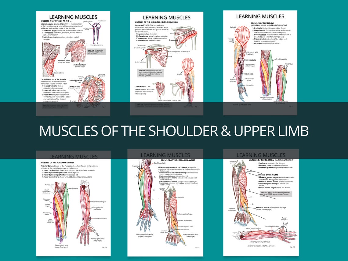 Muscles of the Human Body Printable PDF Study Guide, Muscular System ...
