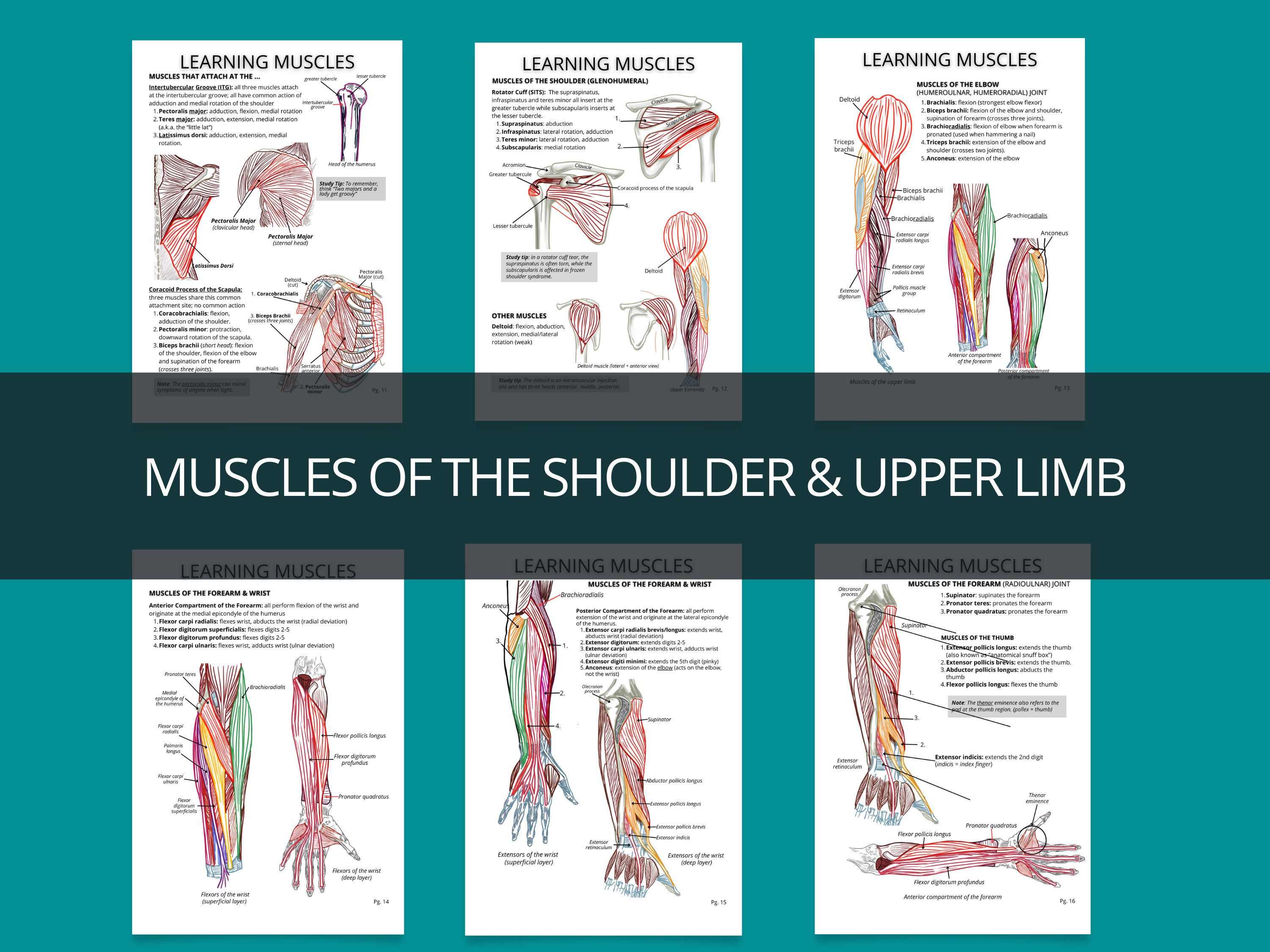 Muscles of the Body Study Guide: Printable Coloring Pages (PDF) - Etsy