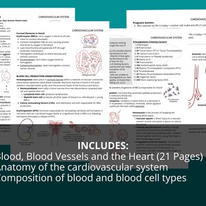 Cardiovascular System Printable Study Guide, Heart Anatomy PDF ...