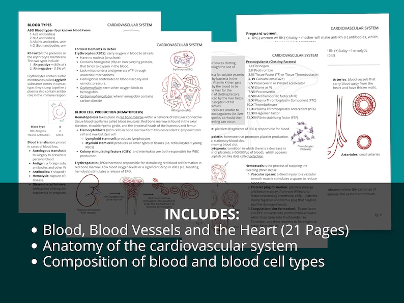 Cardiovascular System Anatomy Study Guide (printable PDF) - Etsy UK