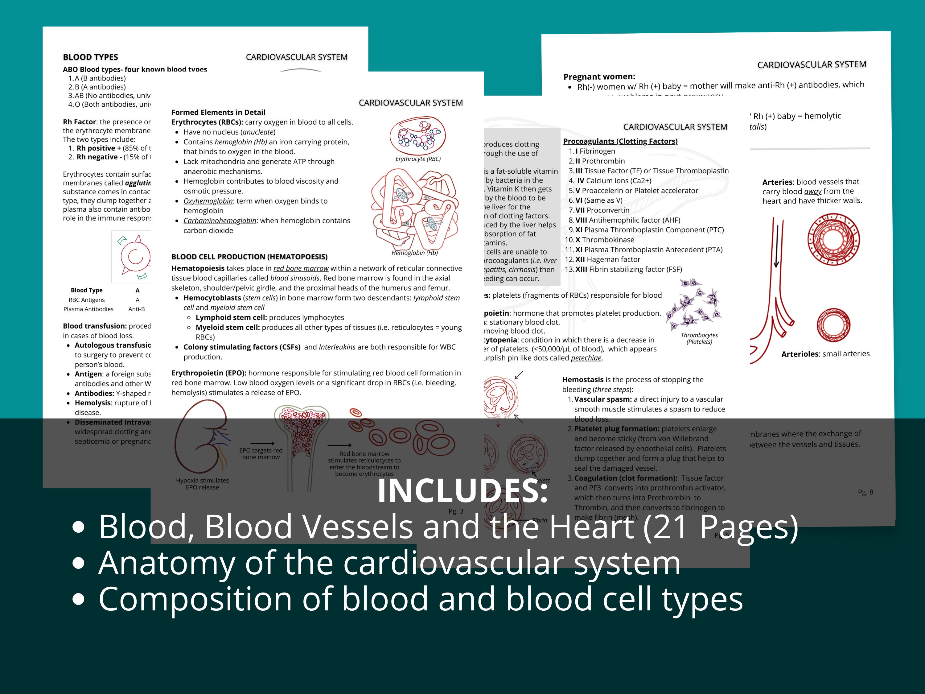 Cardiovascular System Printable Study Guide, Heart Anatomy PDF ...