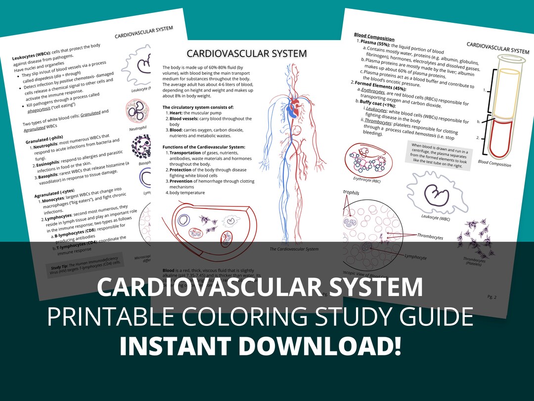 Cardiovascular System Printable Study Guide, Heart Anatomy PDF ...
