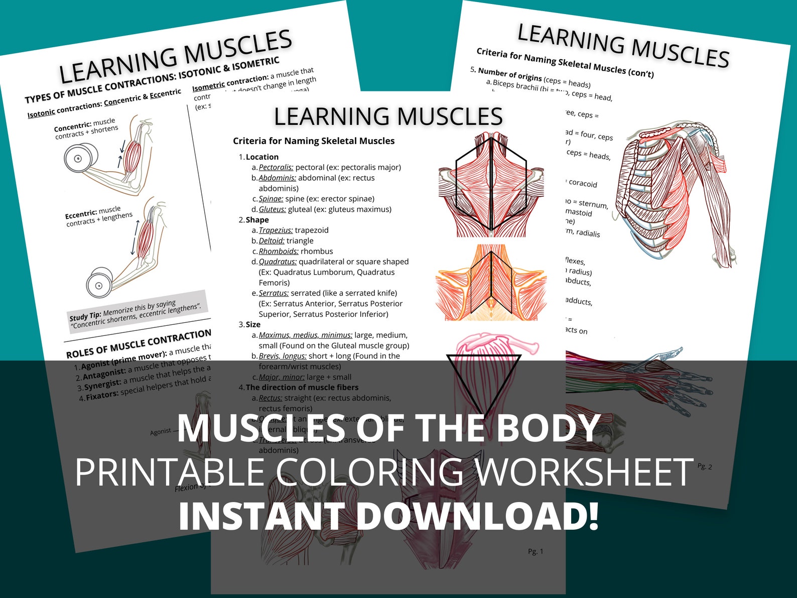 Muscles of the Human Body Printable PDF Study Guide, Muscular System ...