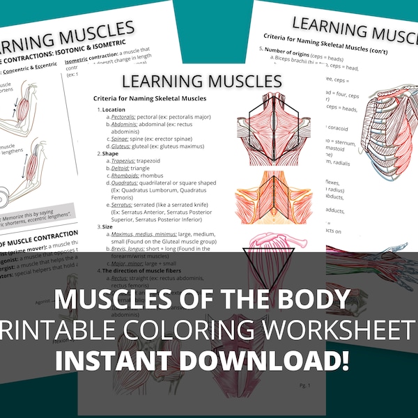 Human Body Book - Etsy