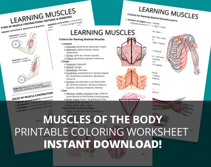 Printable Muscle Anatomy Charts 600+ Muscles Study Guide Full Body ...
