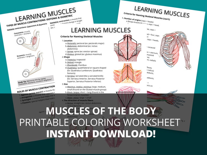 Muscles of the Body Study Guide: Printable Coloring Pages (PDF) - Etsy