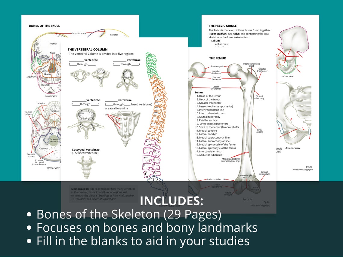 Bones and Muscles Study Guide: Printable Bony Landmarks (PDF) - Etsy