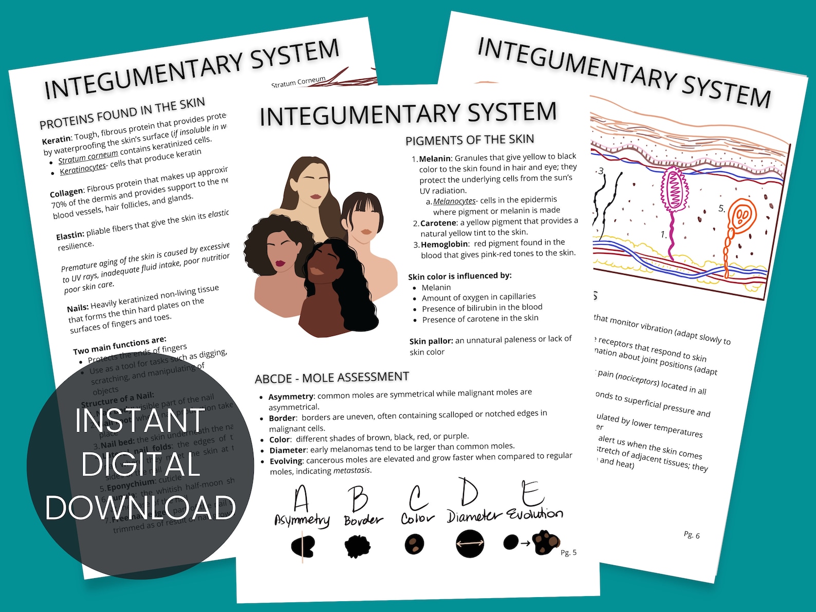 Integumentary System Notes Study Guide , Anatomy Printable Coloring ...