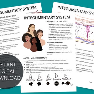 Integumentary System Notes Study Guide , Anatomy Printable Coloring ...