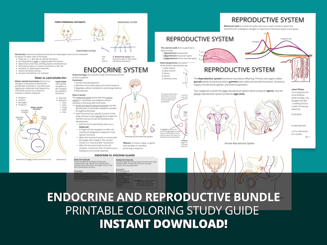 Endocrine & Reproductive System PDF Printable Study Guide Bundle, Reproductive and Endocrine ...