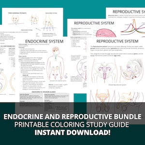 Endocrine & Reproductive System PDF Printable Study Guide Bundle ...