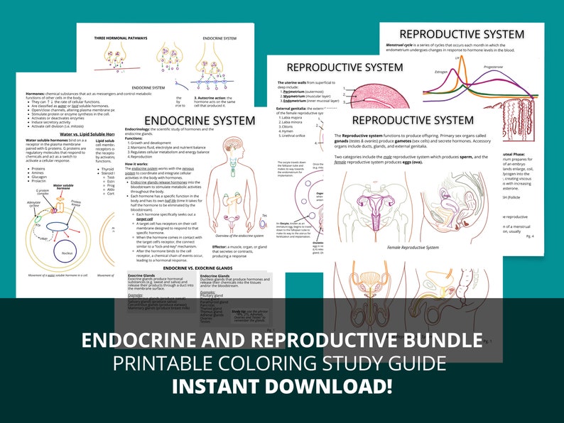 Endocrine & Reproductive System PDF Printable Study Guide Bundle, Reproductive and Endocrine ...
