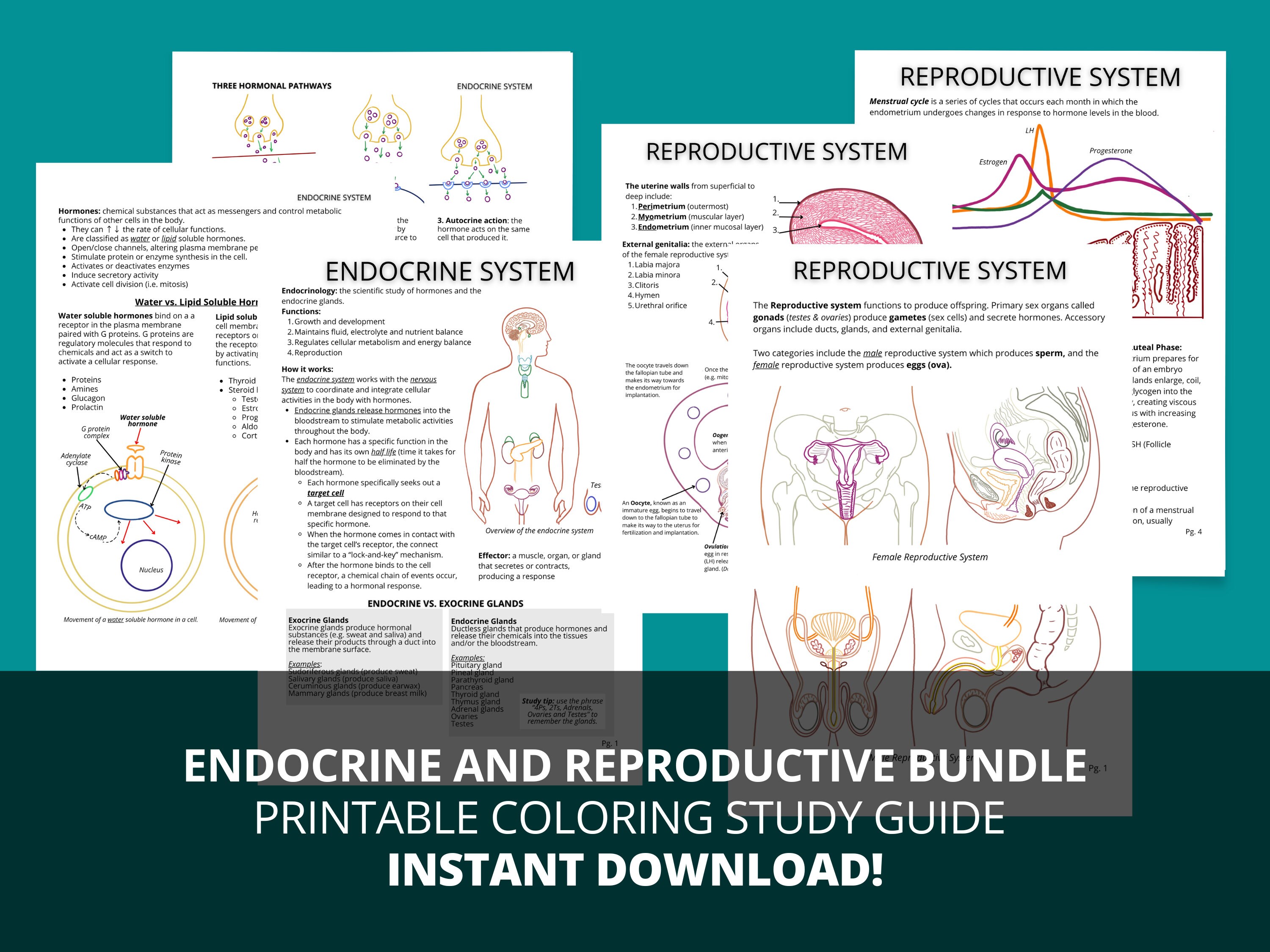 Endocrine & Reproductive System PDF Printable Study Guide Bundle ...