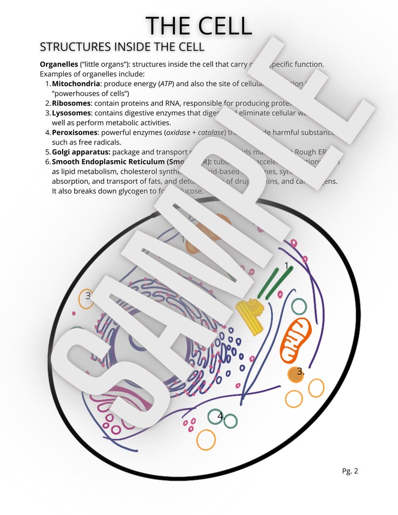 Cell Anatomy Printable Notes: Biology Coloring Pages (PDF) - Etsy
