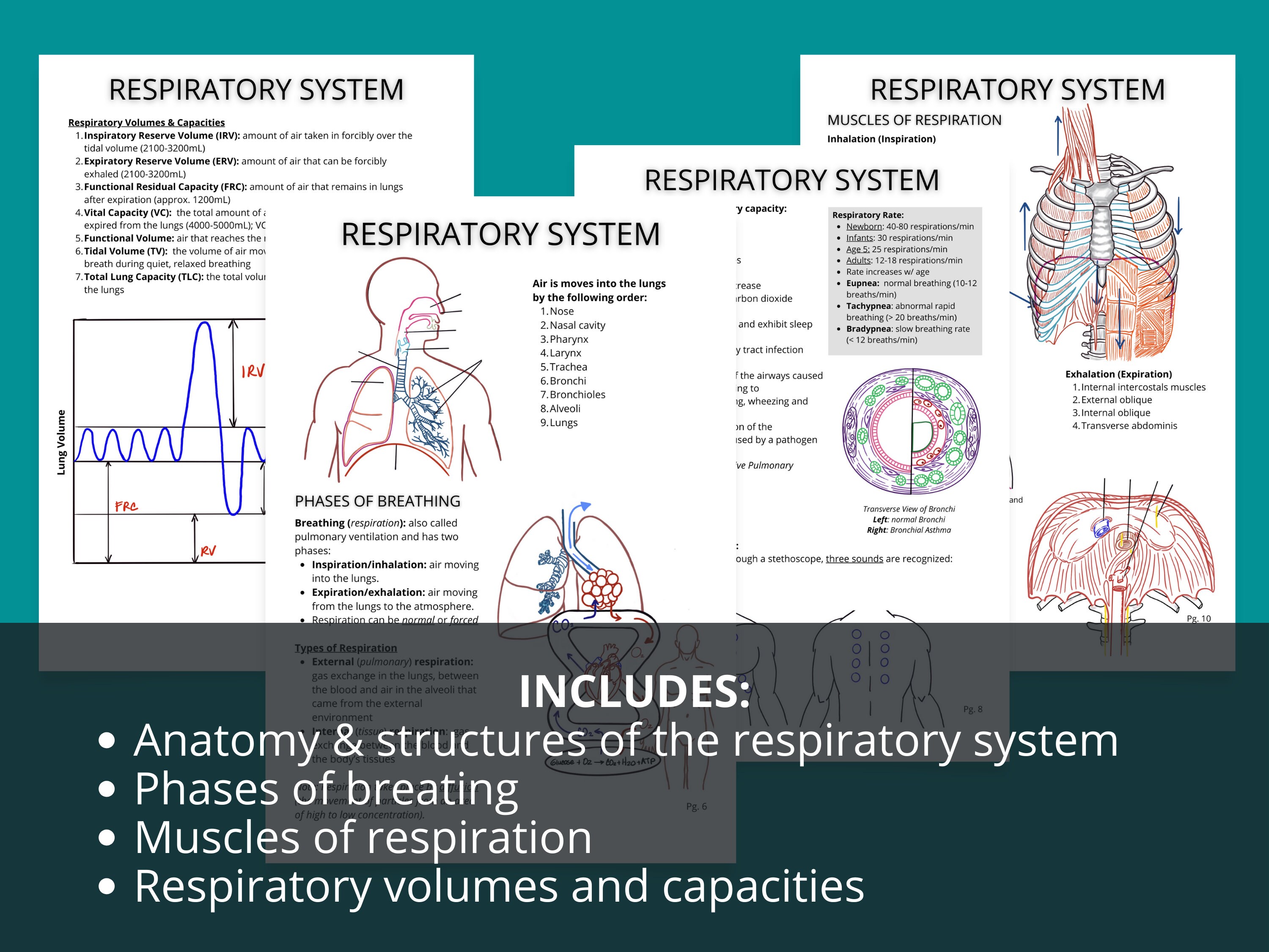 Cardiovascular & Respiratory System Study Guide: Printable Anatomy ...