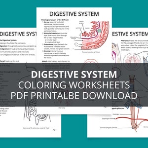 Digestive & Urinary System PDF Printable Study Guide, Printable ...
