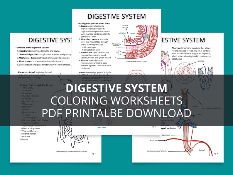 Digestive & Urinary System PDF Printable Study Guide, Printable ...
