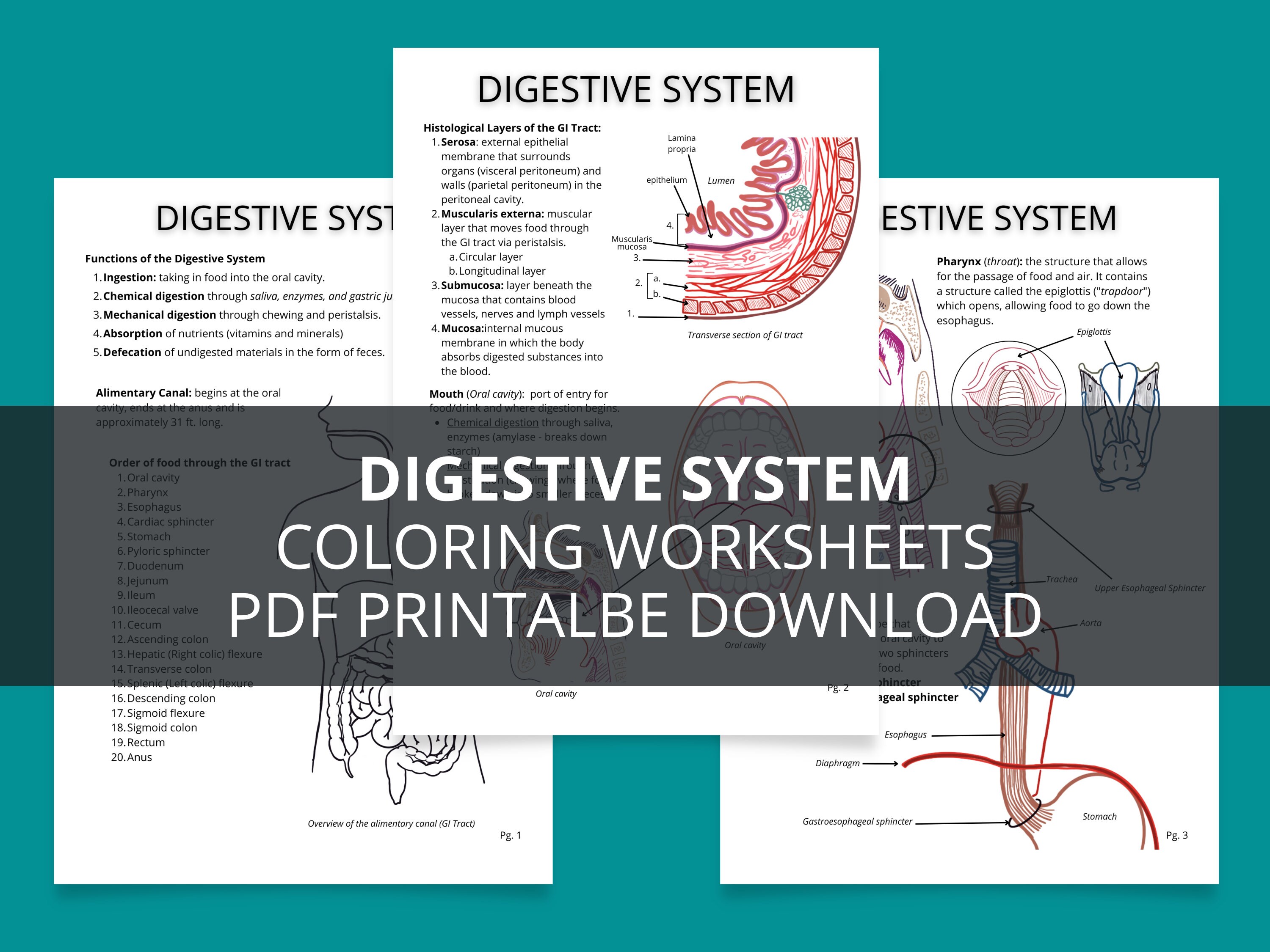 Digestive & Urinary System PDF Printable Study Guide, Printable ...