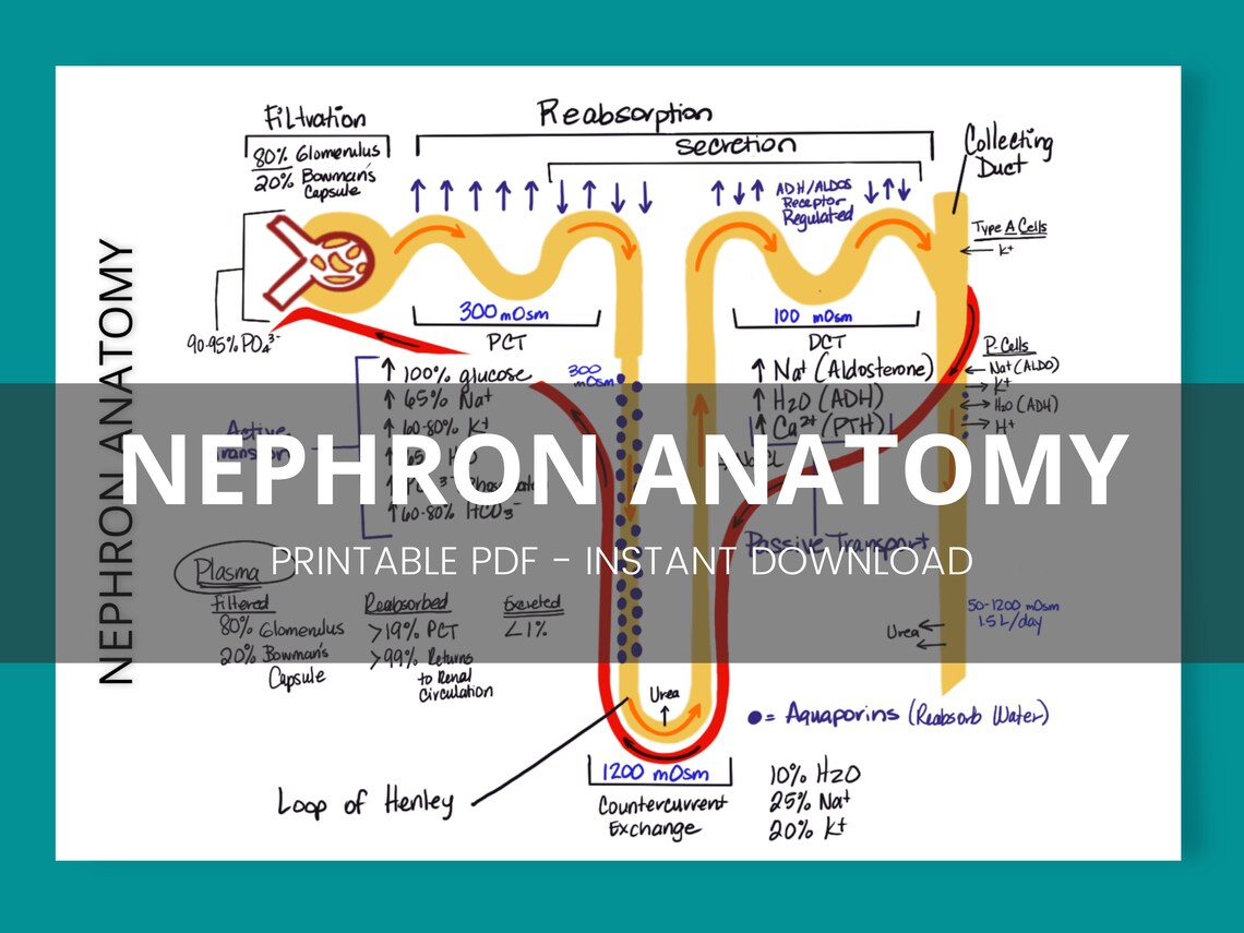 Nephron Anatomy Study Guide: Renal Electrolytes (PDF) - Etsy
