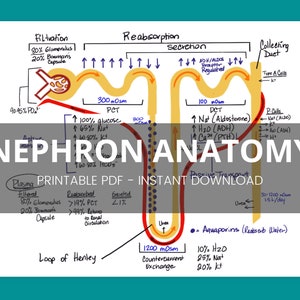 Nephron Anatomy Study Guide: Renal Electrolytes (PDF) - Etsy