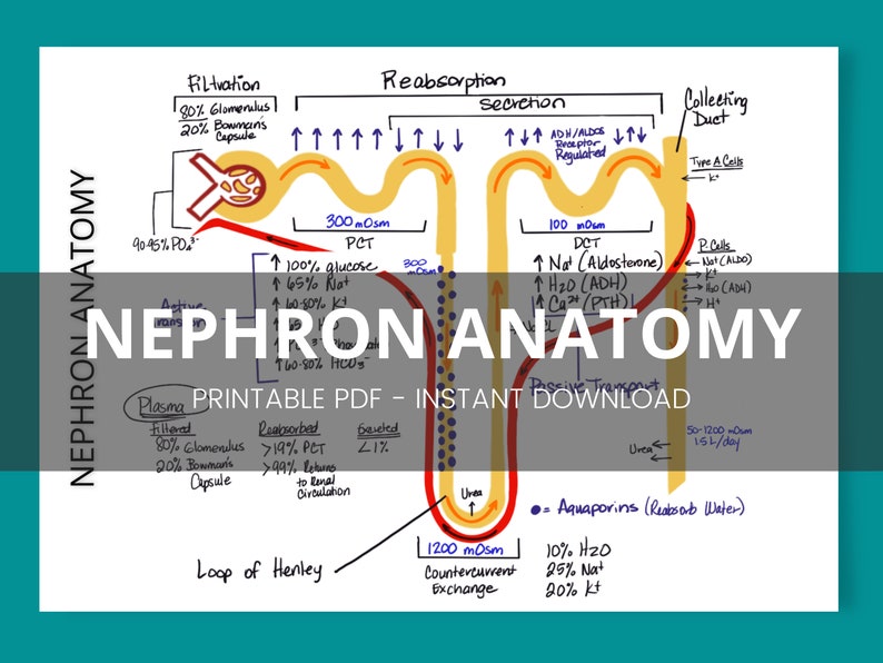 Nephron Anatomy Study Guide: Renal Electrolytes (PDF) - Etsy