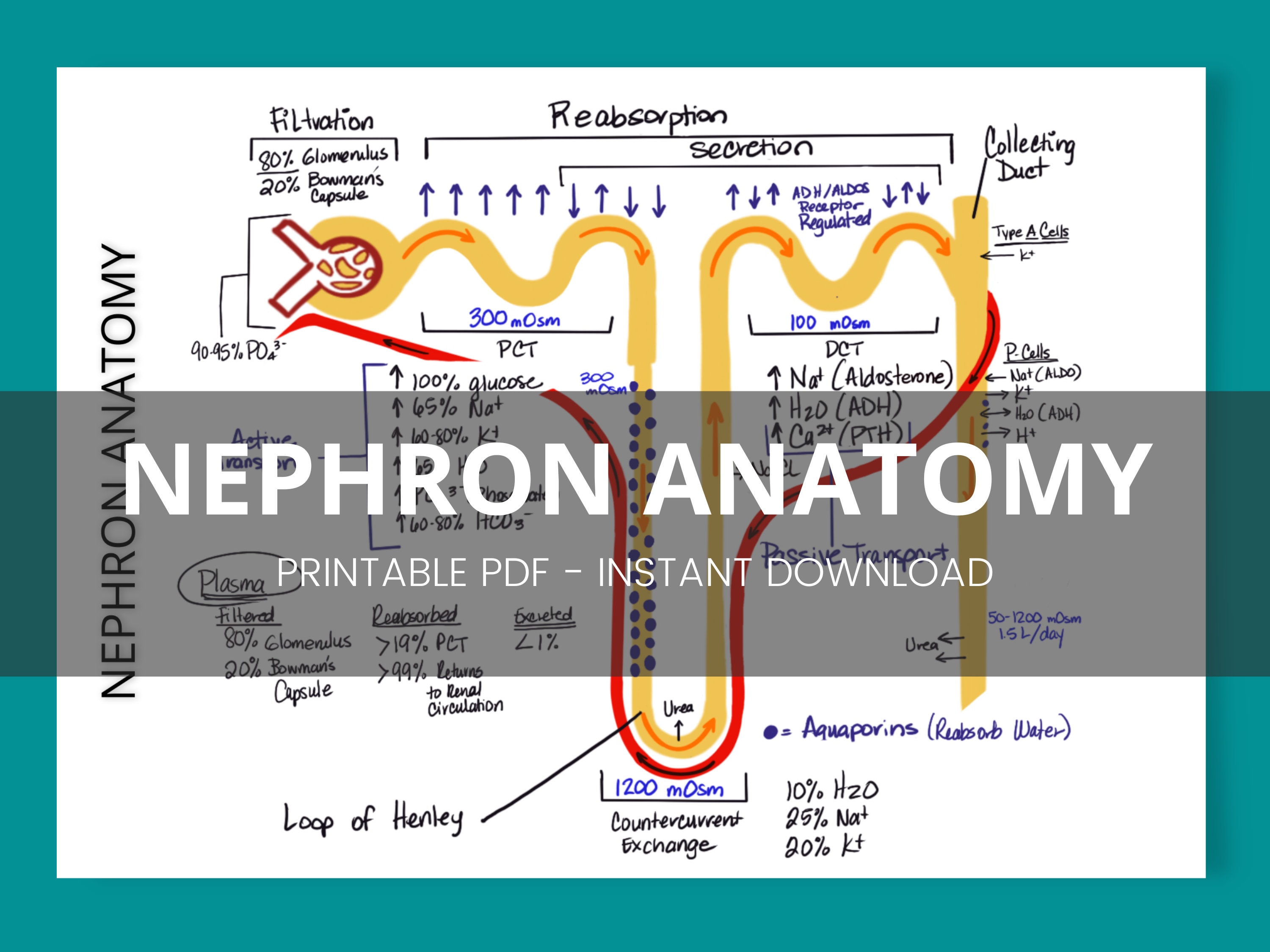 Nephron Anatomy Printable PDF, Nephron PDF Study Guide, Kidney Nephron Printable Study Guide ...