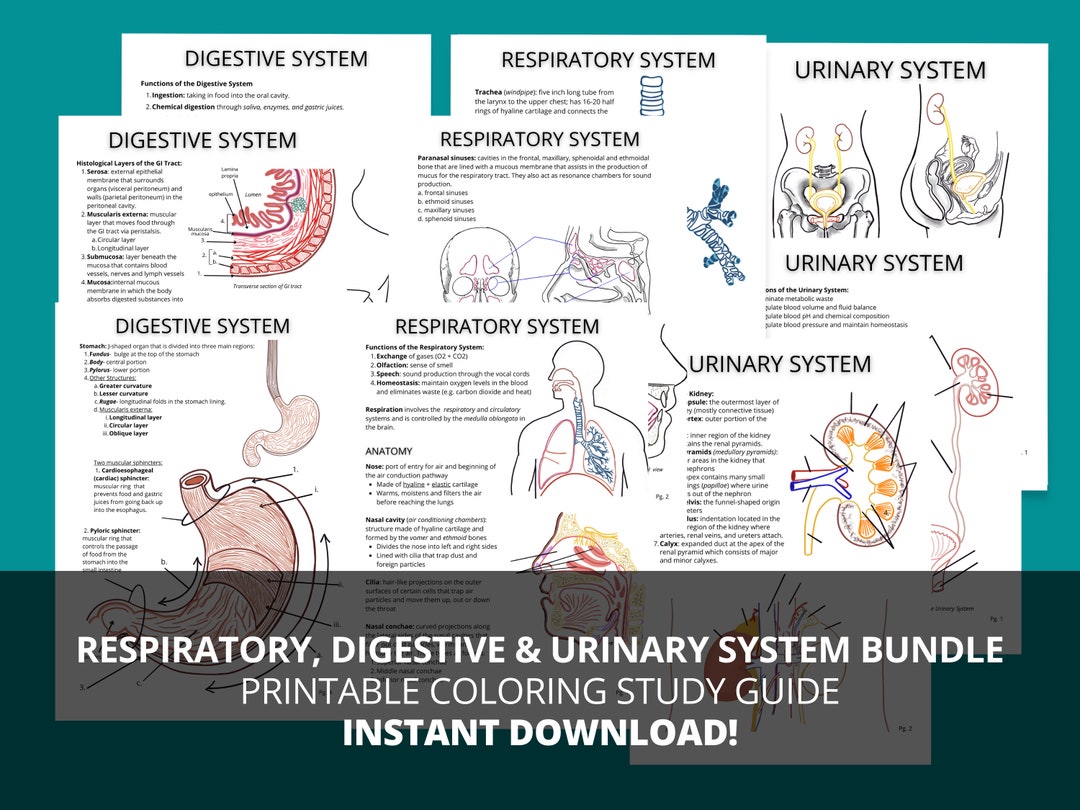Respiratory, Digestive & Urinary System Bundle Printable PDF Study ...