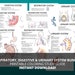 Respiratory, Digestive & Urinary System Bundle Printable PDF Study ...