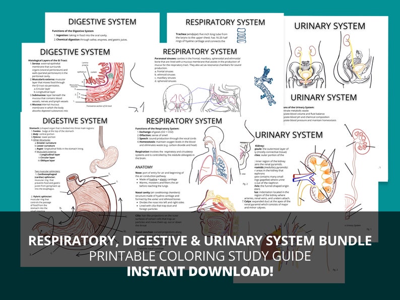 Respiratory, Digestive & Urinary System Bundle Printable PDF Study ...