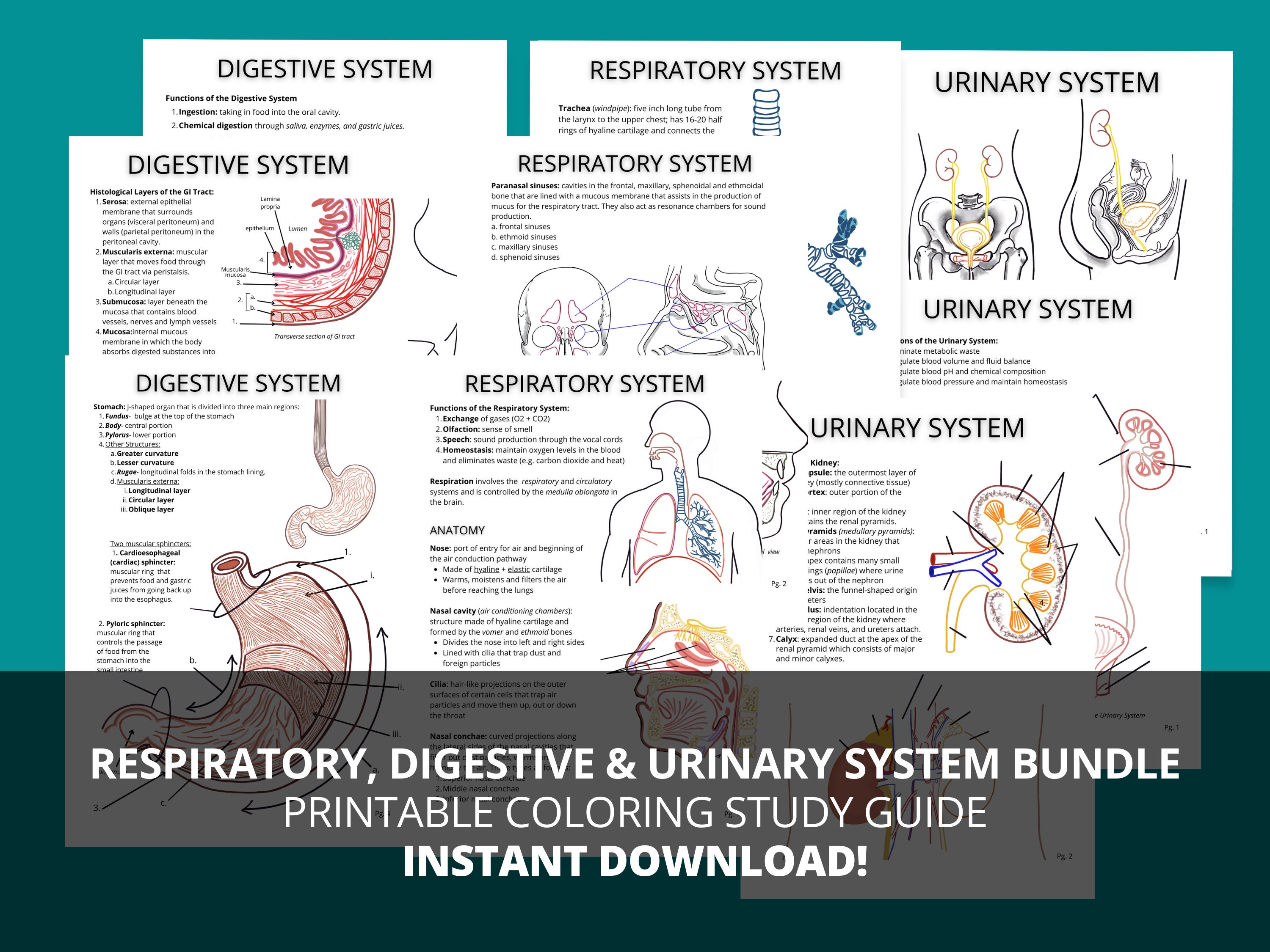 Respiratory, Digestive & Urinary System Bundle Printable PDF Study ...