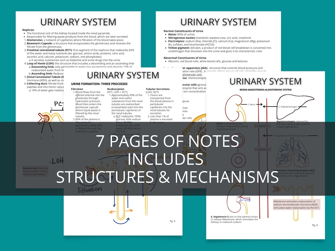 Human Anatomy, Urinary System Printable PDF Notes, Digital Download ...