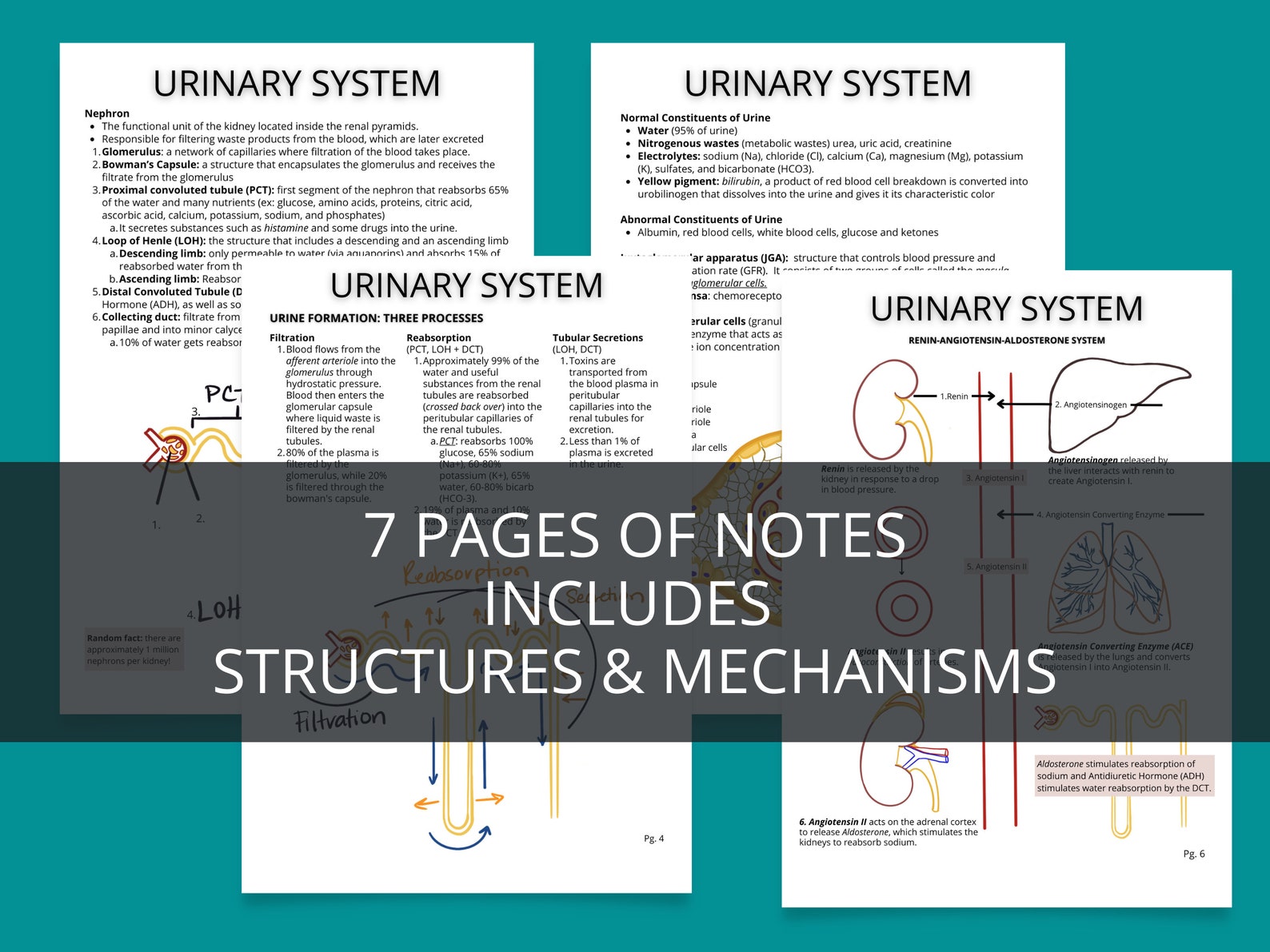 Human Anatomy, Urinary System Printable PDF Notes, Digital Download ...