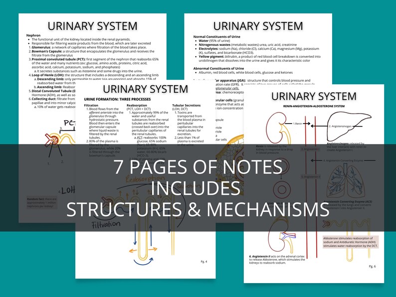 Human Anatomy, Urinary System Printable PDF Notes, Digital Download ...