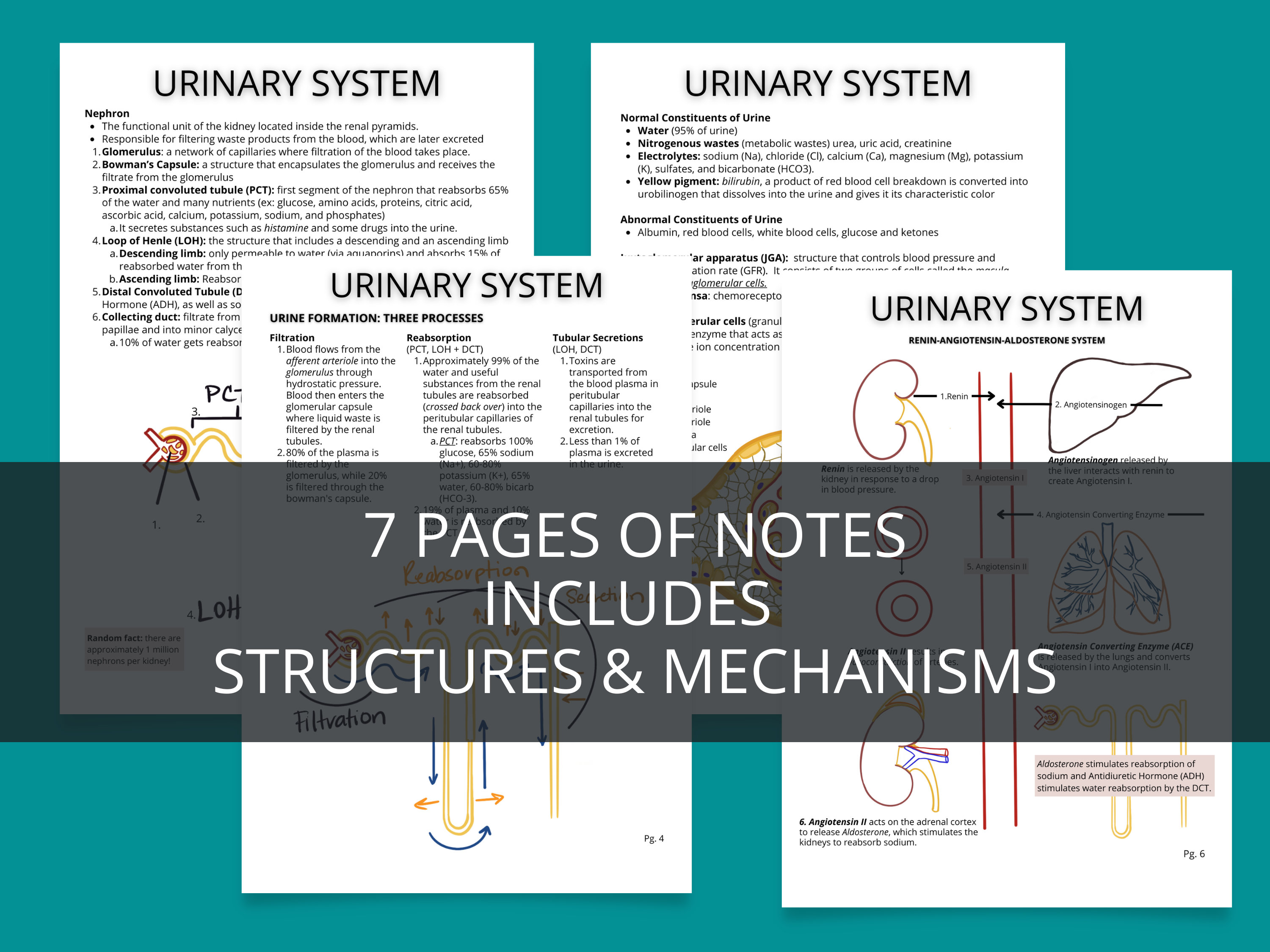 Human Anatomy, Urinary System Printable PDF Notes, Digital Download ...