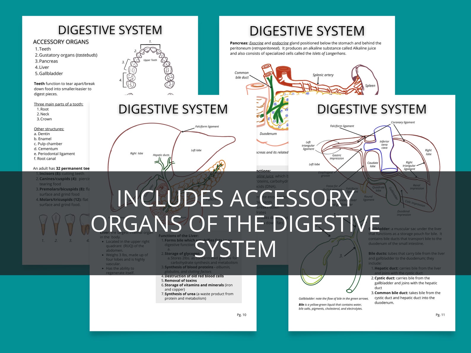 GI Anatomy, Digestive System Study Guide, GI Anatomy Printable Notes ...