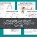 GI Anatomy, Digestive System Study Guide, GI Anatomy Printable Notes ...