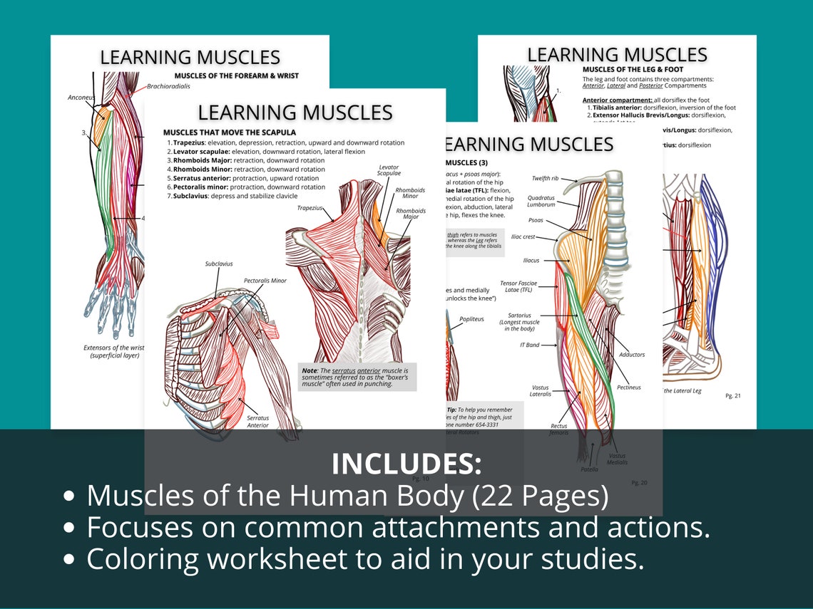 Bones and Muscles Study Guide: Printable Bony Landmarks (PDF) - Etsy