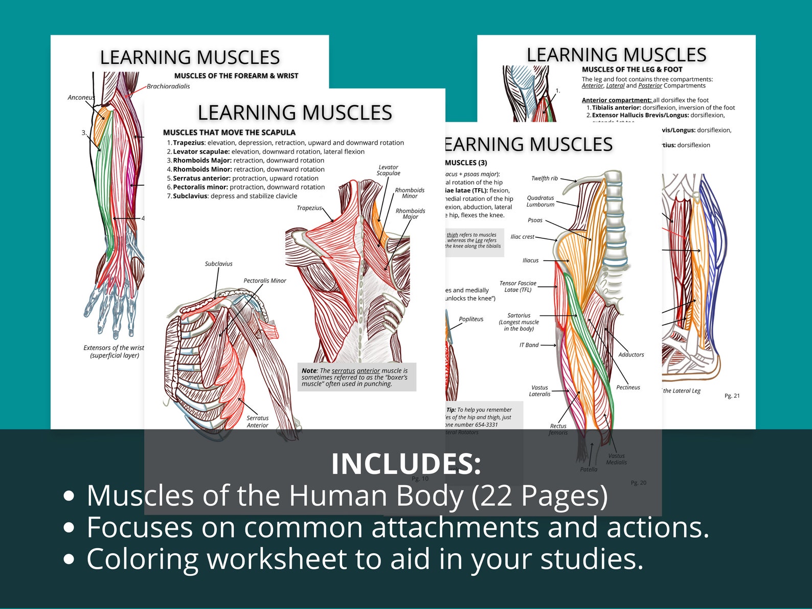 Bones and Muscles Study Guide: Printable Bony Landmarks (PDF) - Etsy
