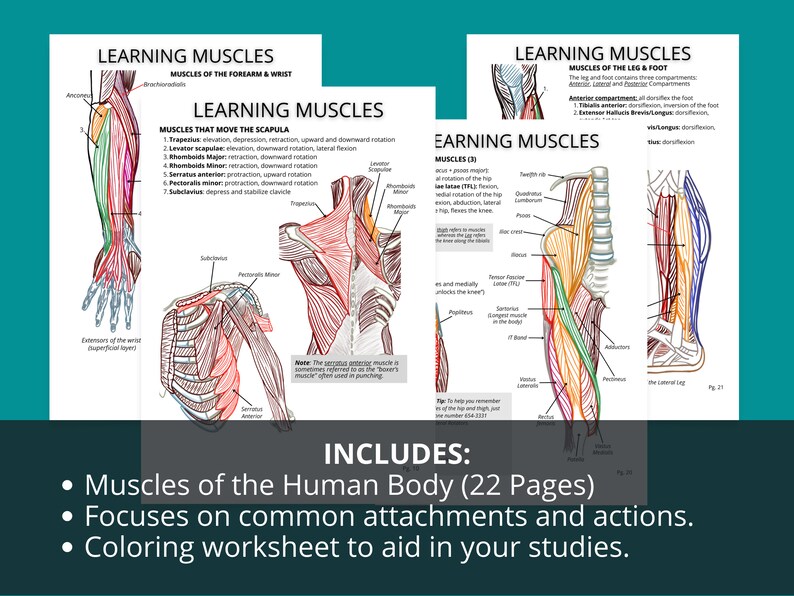 Bones and Muscles Study Guide: Printable Bony Landmarks (PDF) - Etsy