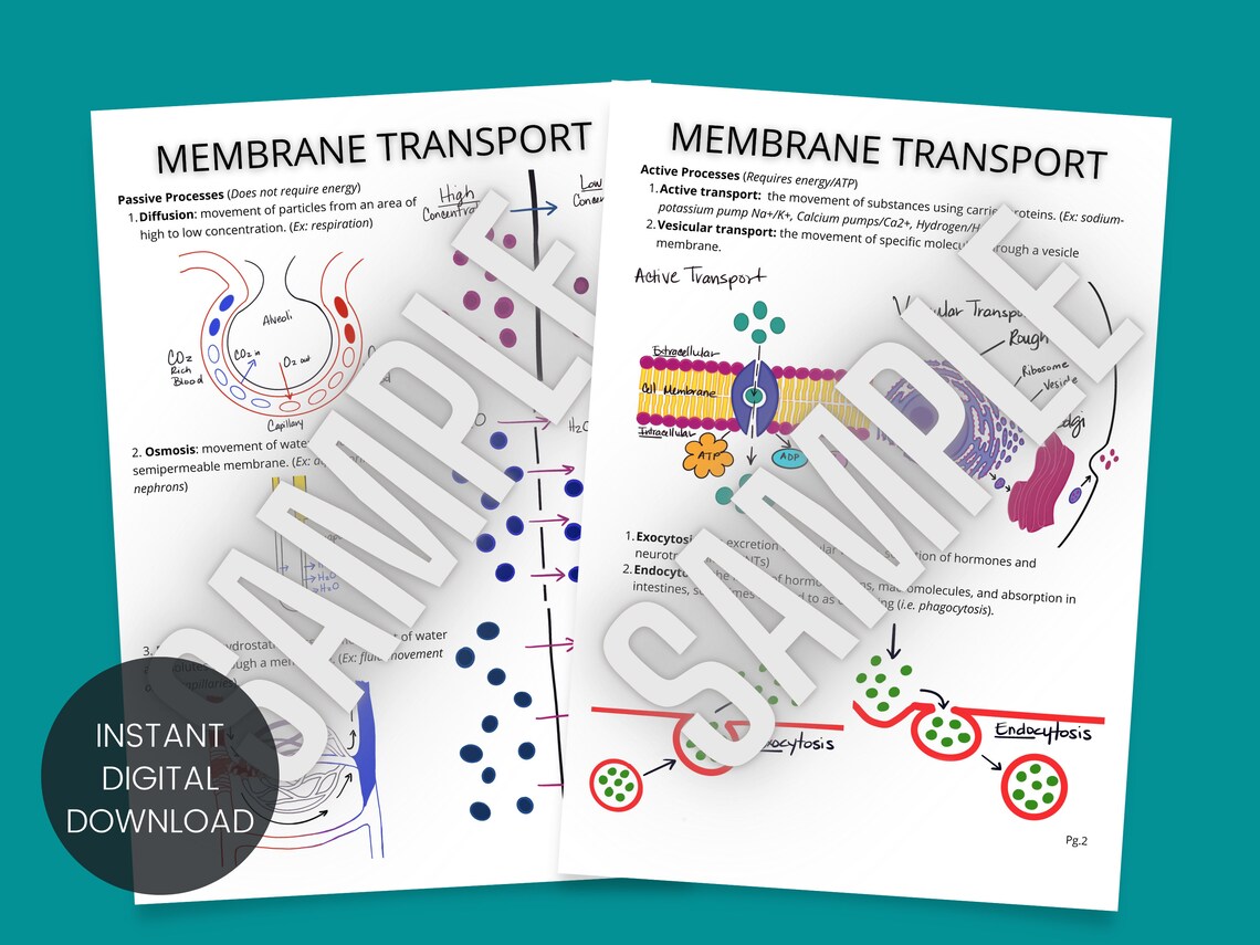 Cell Membrane Transport Notes, Printable Notes Coloring Worksheet, Cell ...