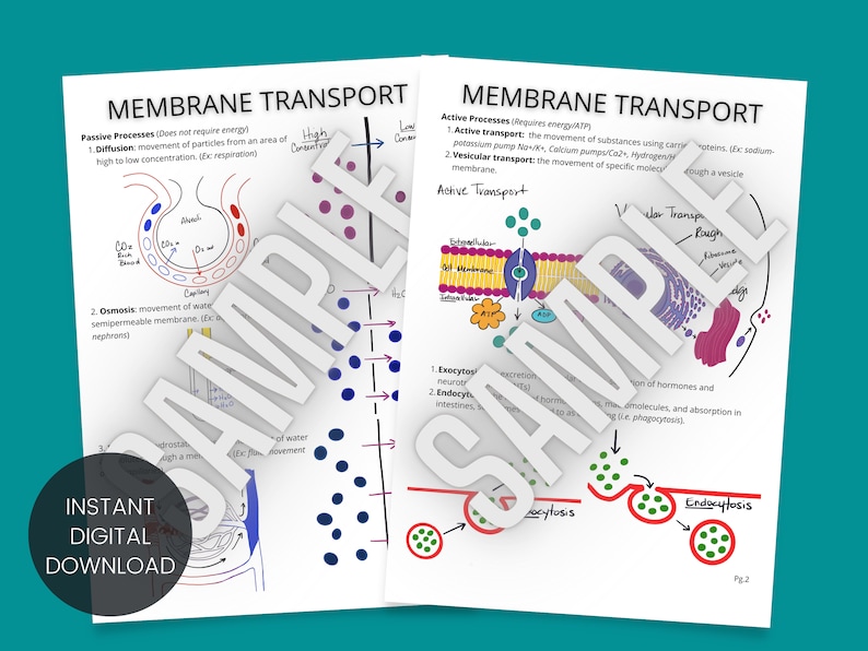 Cell Membrane Transport Notes, Printable Notes Coloring Worksheet, Cell ...