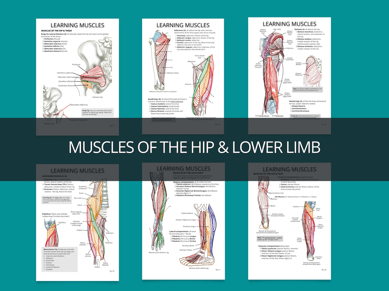 Muscles of the Body Study Guide: Printable Coloring Pages (PDF) - Etsy