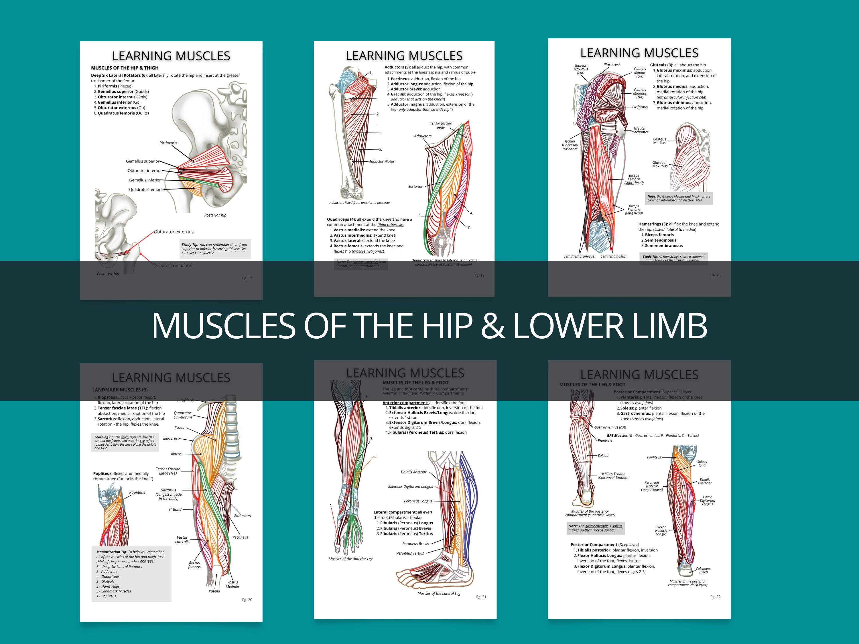 Muscles of the Human Body Printable PDF Study Guide, Muscular System ...