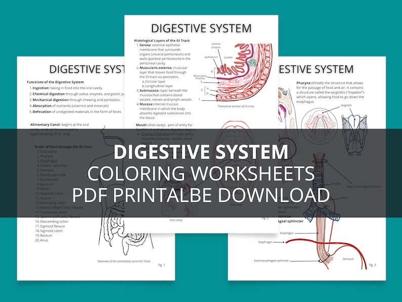 GI Anatomy, Digestive System Study Guide, GI Anatomy Printable Notes ...
