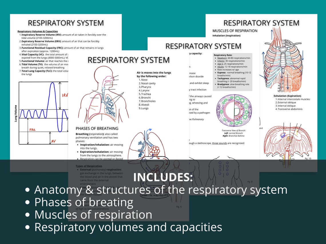 Respiratory, Digestive & Urinary System Bundle Printable PDF Study ...
